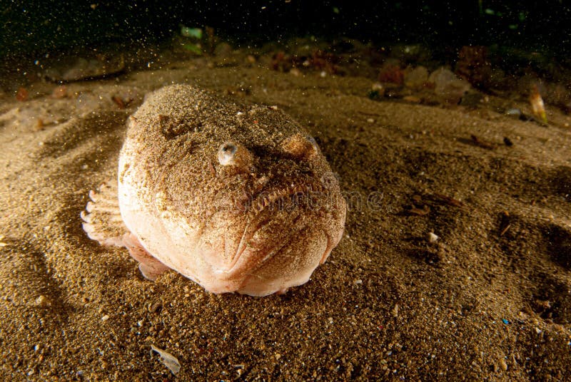 Mud creatures stock image. Image of photographed, predator - 303119791