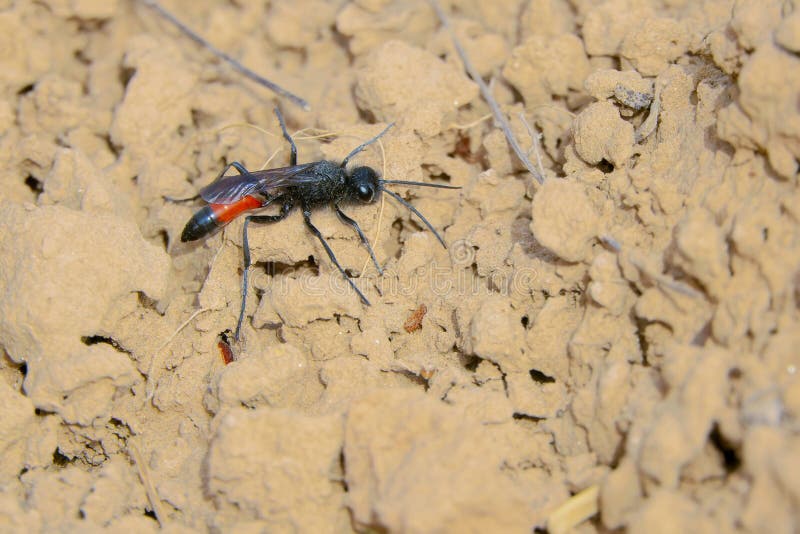 Mud dauber stock image. Image of animal, insect, bugs - 242532493