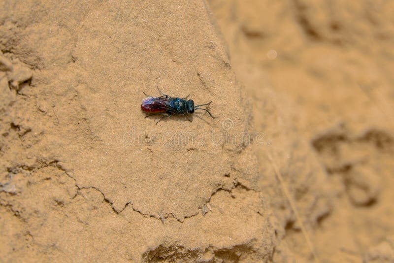 Mud dauber stock photo. Image of digger, insect, nature - 238015838