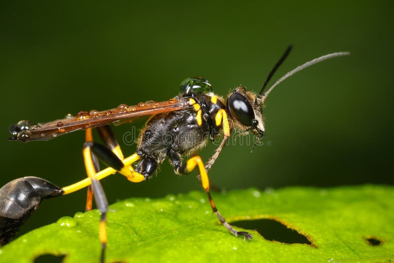 Mud Bug Stock Photos - Download 392 Royalty Free Photos