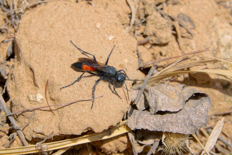 Mud dauber stock image. Image of dauber, nature, wasp - 242512523