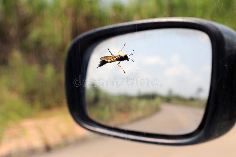 Cockroach stock photo. Image of elimination, effective - 3059174