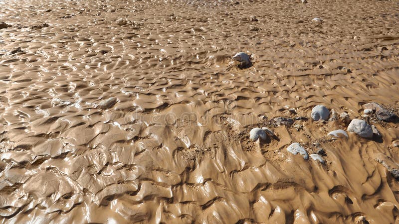 Rain in the Desert stock photo. Image of life, sand, water - 209422