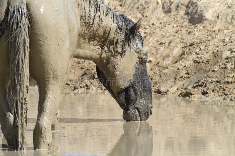 Mud Drinker Stock Photos - Free & Royalty-Free Stock Photos from Dreamstime