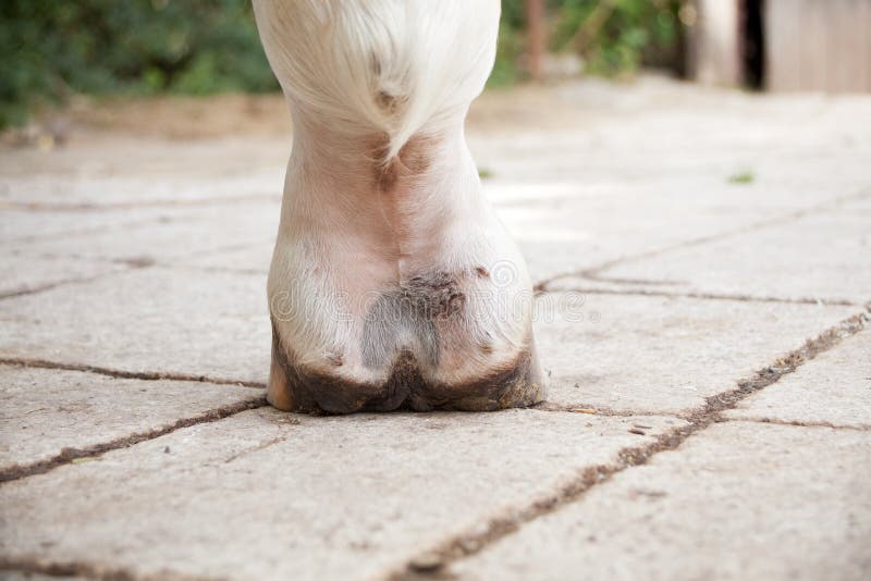 Horses Hoof with White Line Disease, a Hoof Wall Separation. Detail ...