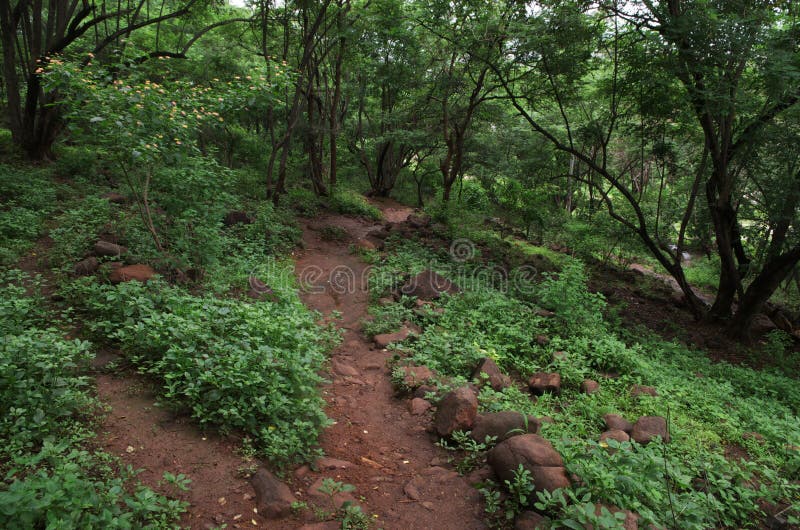 Mud Filled Pathways in a Deep Warje Forest Stock Image - Image of ...