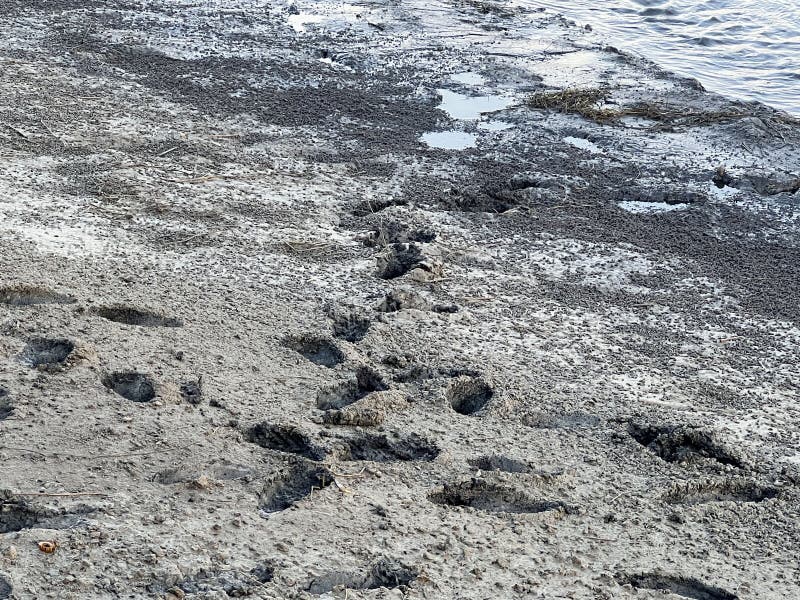 Mud in the fish pond stock image. Image of coastline - 305102927