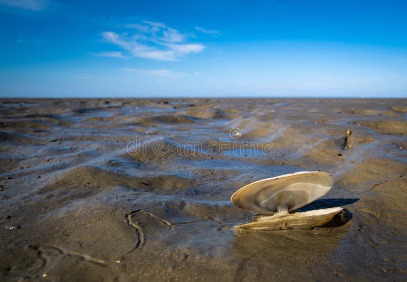 Mud Flats at the Coast of the North Netherlands Wth Shells Stock Image ...
