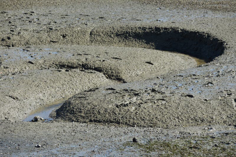 Mud Flats at Low Tide with Lone Mangrove at Benoa Bay Bali Stock Image ...
