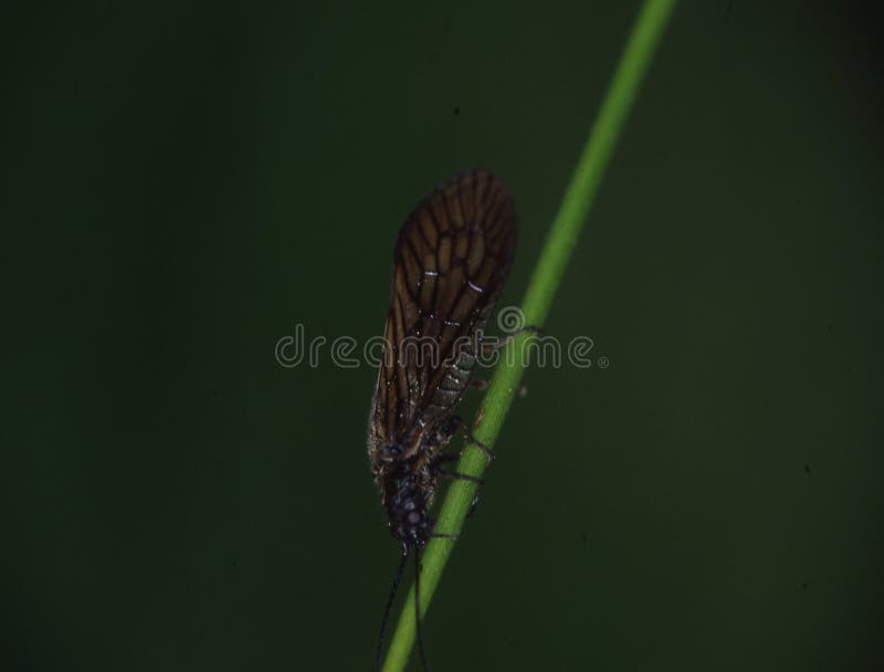 Mud fly perches on a blade stock photo. Image of antennae - 194441318