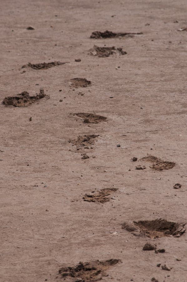 Mud Footprints stock photo. Image of ground, marks, prints - 54921474