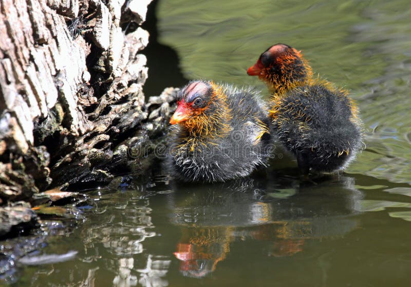 Mud Hen coots stock photo. Image of life, family, fury - 20186324