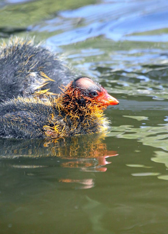 Mud Hen coots stock image. Image of duck, cute, chicken - 20186339