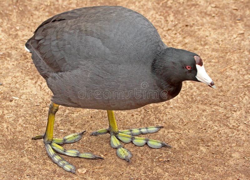 519 Mud Hen Stock Photos - Free & Royalty-Free Stock Photos from Dreamstime