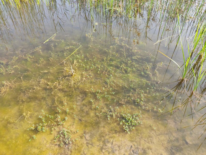 Water and algae stock photo. Image of green, grass, soil - 213896450