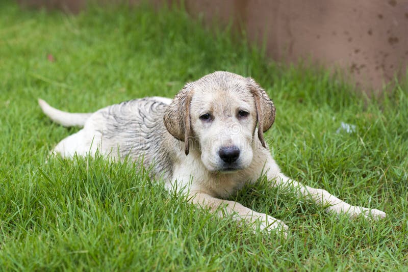 Mud labrador puppy stock photo. Image of degradation - 41331140