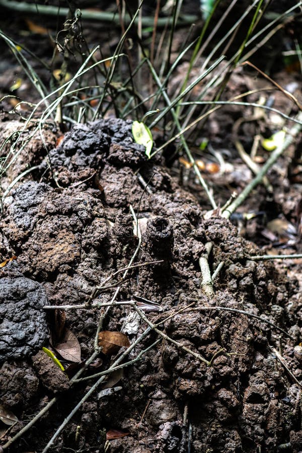 Mud Lobster Mound stock image. Image of thalassina, ubin - 189010377