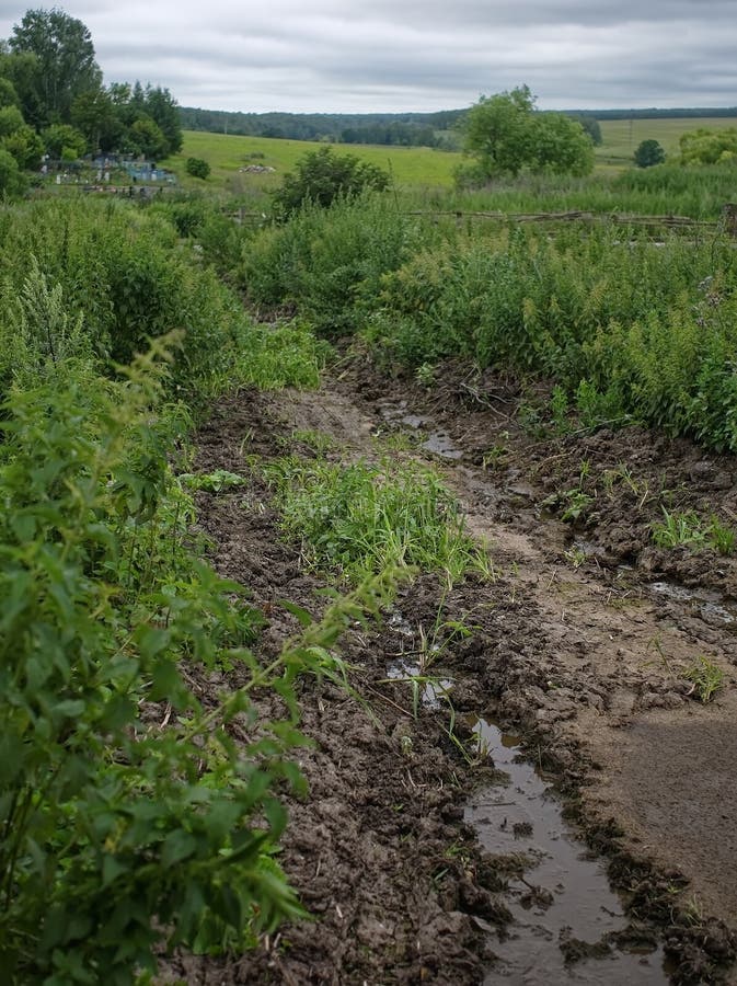 Mud near a farm with cows stock photo. Image of beef - 164529306