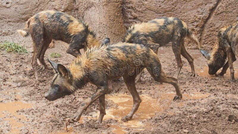 Mud Pack stock image. Image of wild, environment, hunting - 117020873