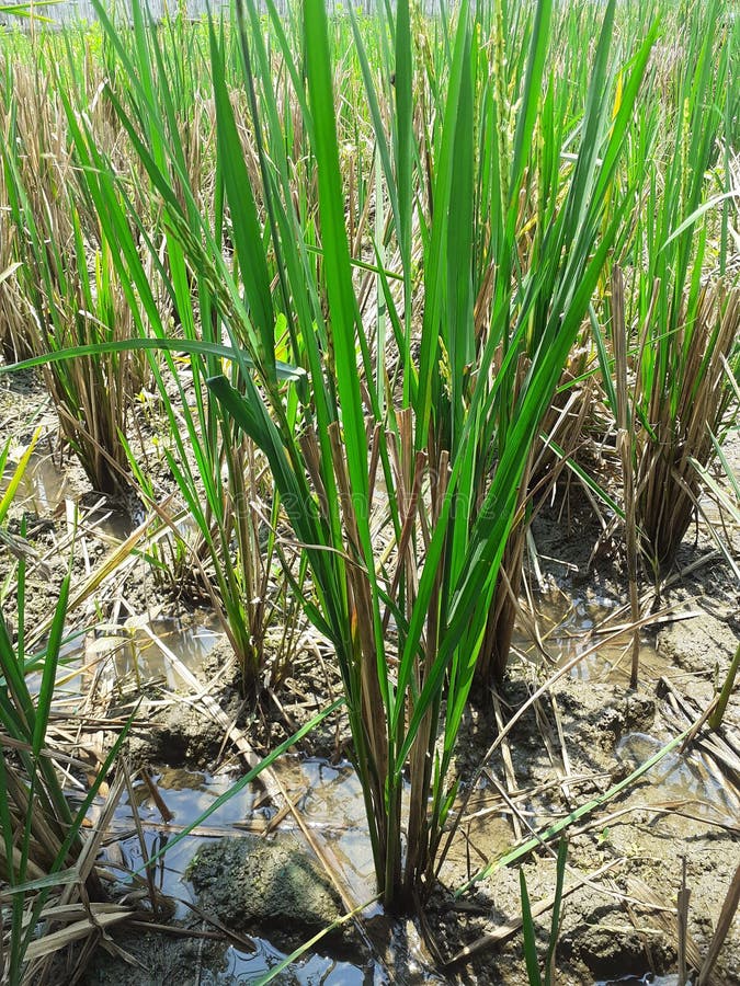 Mud in Paddy Field after Rice Harvest Stock Image - Image of rice ...