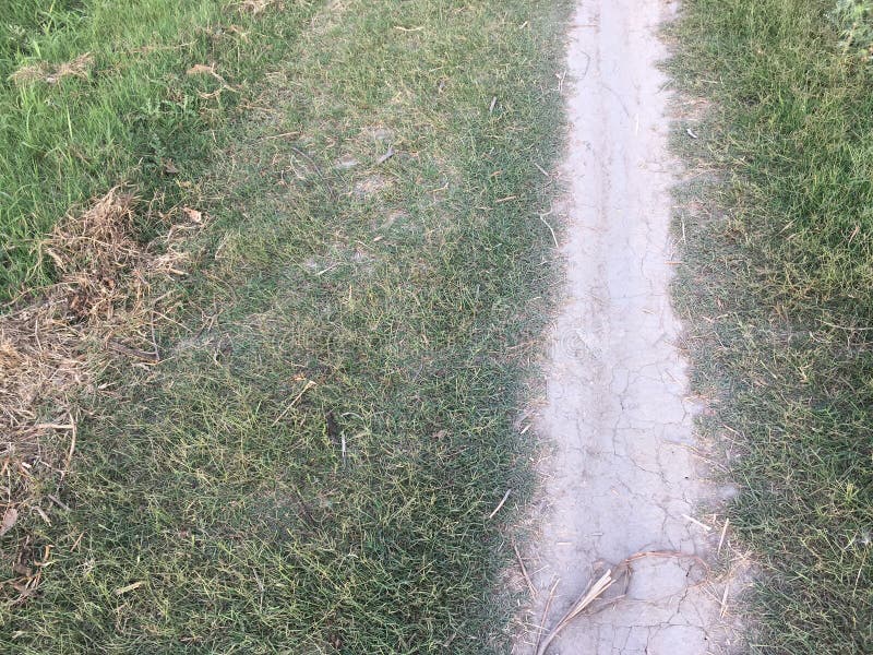 Mud Pathway between Field - Stock Image Stock Photo - Image of parched ...