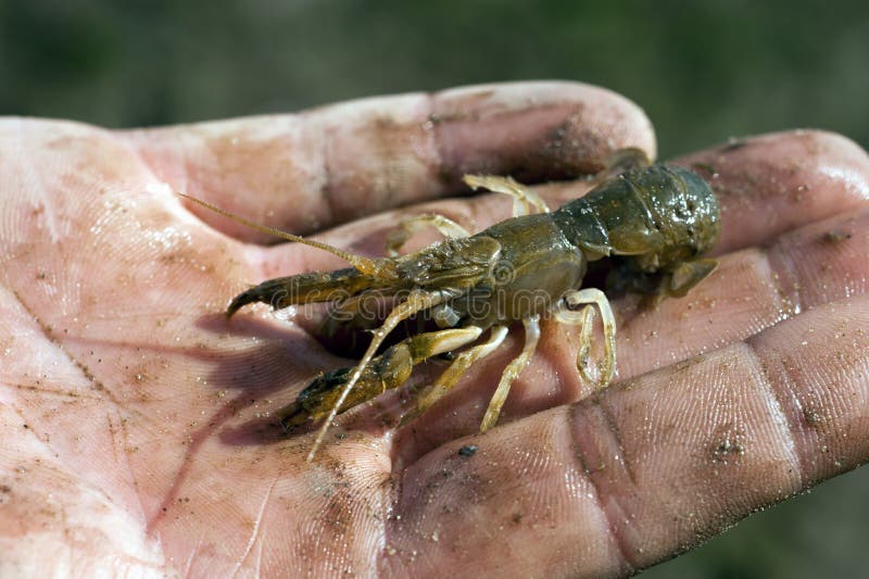 Mud Prawn stock image. Image of life, anglers, caught - 58327557