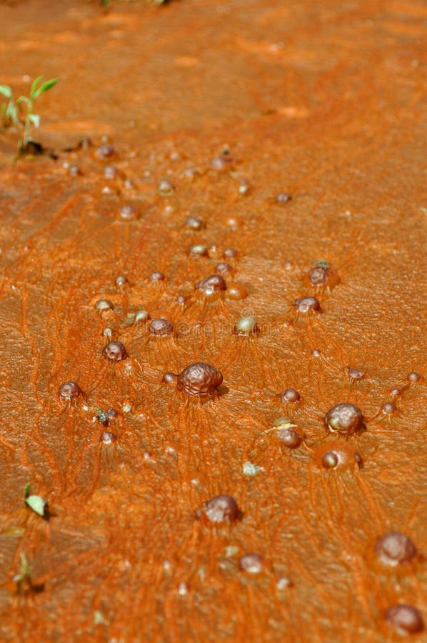 Mud Puddle stock image. Image of outside, filth, hazard - 20089159