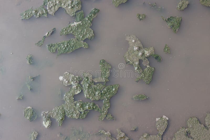 Mud Puddle with Green Algae Stock Photo - Image of floating, effect ...
