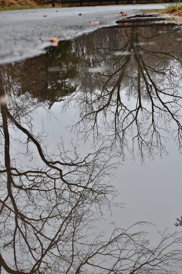 Mud Puddle Reflection stock photo. Image of picturesque - 265204650