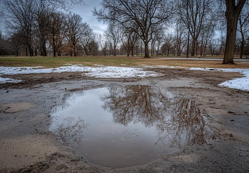Mud Puddle Reflection Winter Park Trees Landscape High Quality Image ...