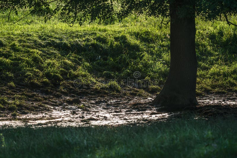Mud Puddle Under a Tree in a Pasture. Stock Photo - Image of shadow ...