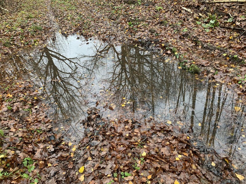 Mud and Puddles on the Road Stock Photo - Image of nature, land: 263096770