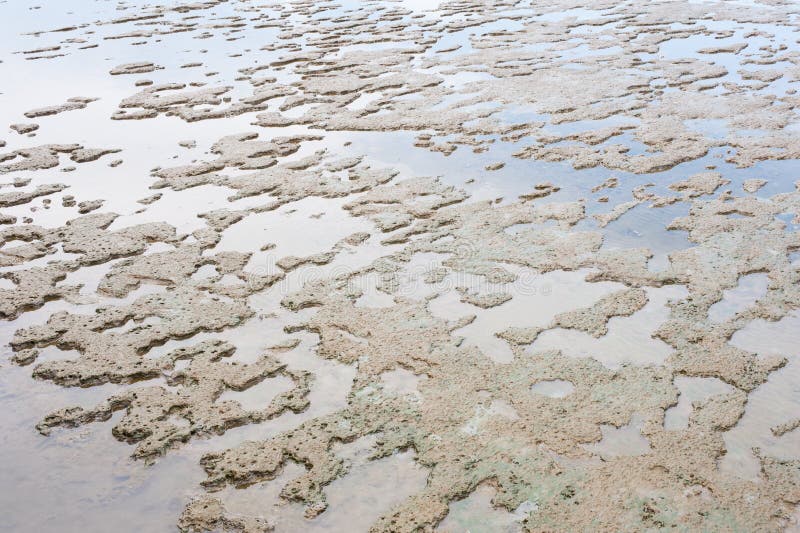 Mud Shore Seascape Wet Land. Stock Photo - Image of coastline ...