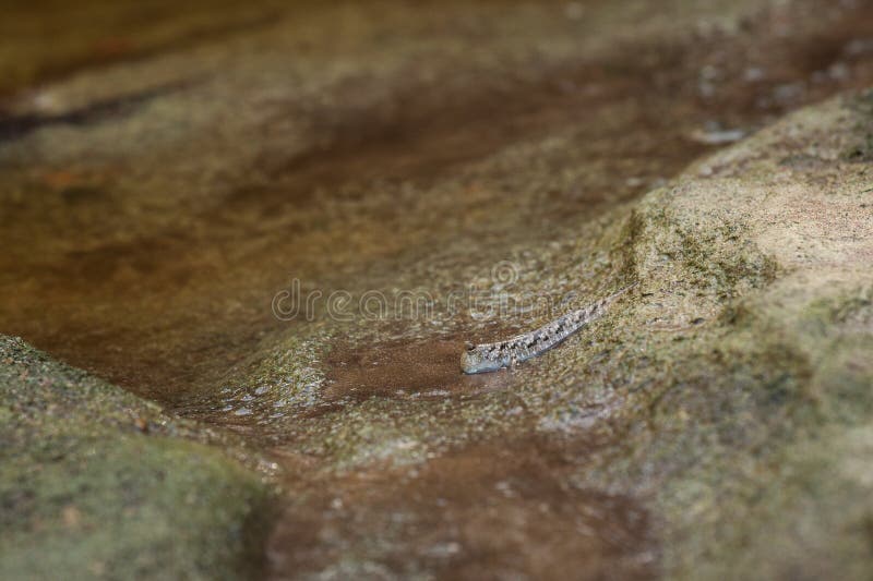 Mud Skipper Fish on Sand Beach Stock Photo - Image of aquatic, small ...