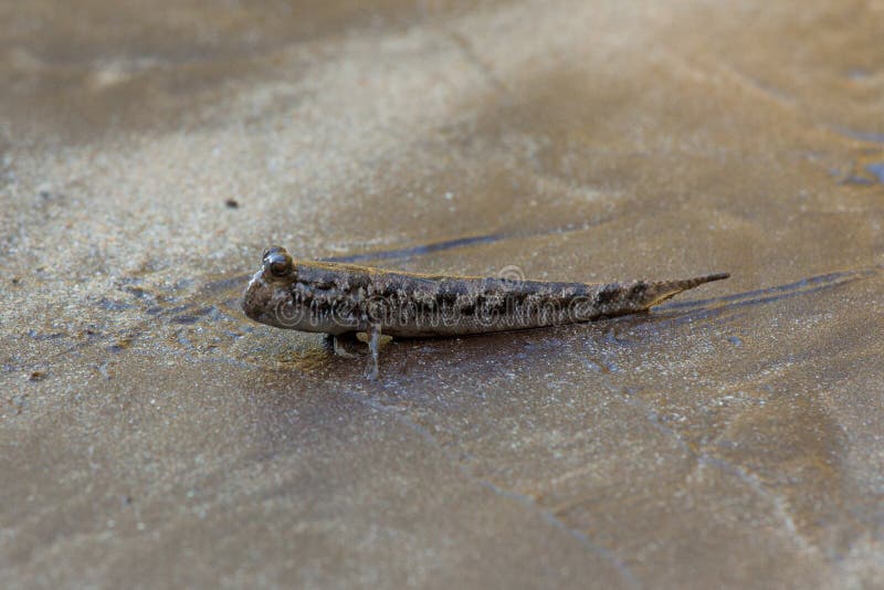 Mud Skipper Fish on Sand Beach Stock Photo - Image of shore, asia ...
