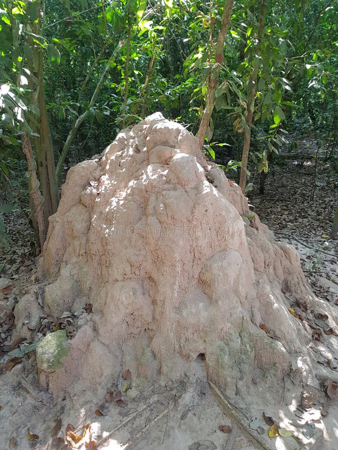 Termites stock photo. Image of mounds, termites, termite - 106083156