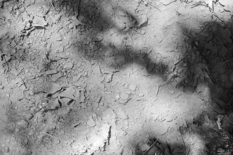 Mud Texture or Wet Gray Soil Stock Photo - Image of mess, muck: 254391116