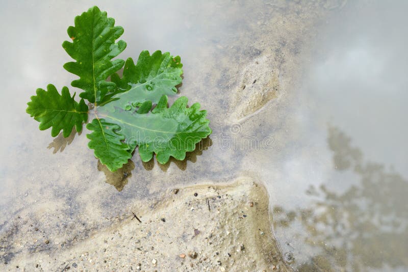 Mud Texture or Wet Gray Soil Stock Image - Image of nature, background ...