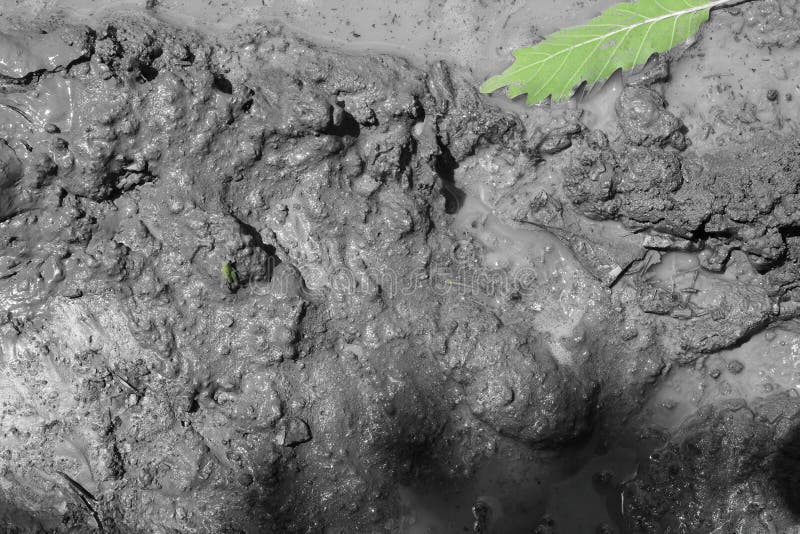 Mud Texture or Wet Gray Soil Stock Photo - Image of material, ground ...