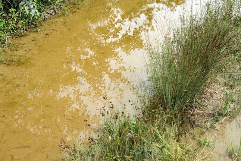 Mud Texture or Wet Gray Soil Stock Photo - Image of nature, flood ...