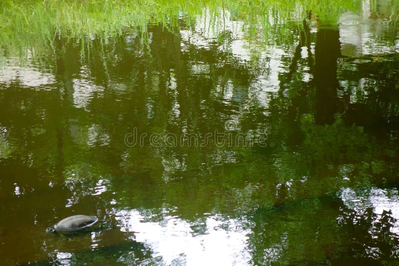 Mud Turtle Swimming Gracefully Stock Photo - Image of water, waterside ...