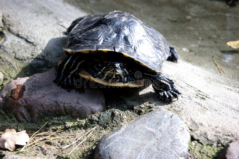 The mud turtle stock photo. Image of animal, wild, black - 92815458