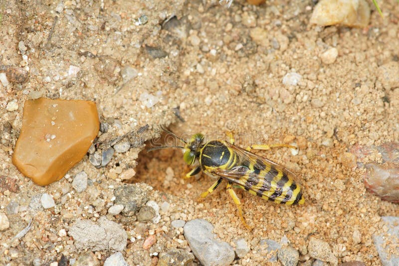 Mud wasp stock photo. Image of animals, insects, animal - 42215656