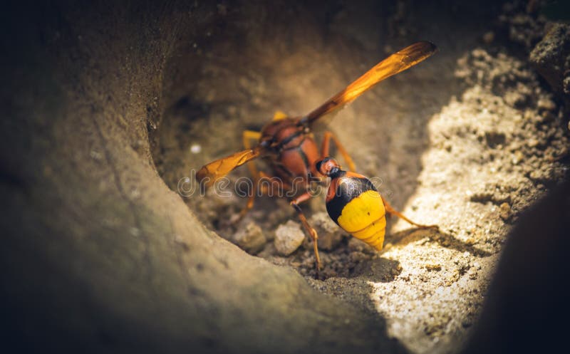 Red Ball Oak Wasp Gall - Cynipidae Stock Image - Image of wasp ...