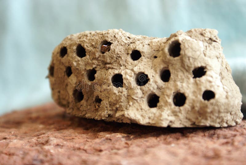 Mud Hive Bee Stock Photos - Free & Royalty-Free Stock Photos from ...