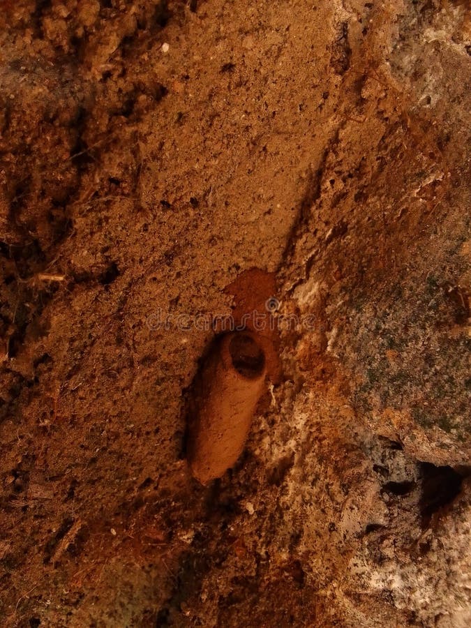 Mud wasp nest on the wall. stock image. Image of madu - 276124717