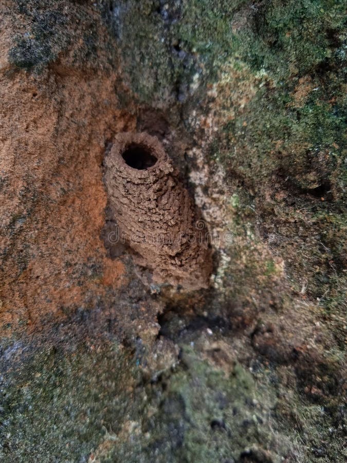 Mud wasp nest on the wall. stock image. Image of dauber - 279593109