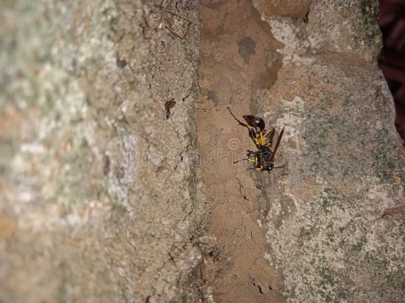 Mud wasp nest on the wall. stock photo. Image of sphecidae - 279645212
