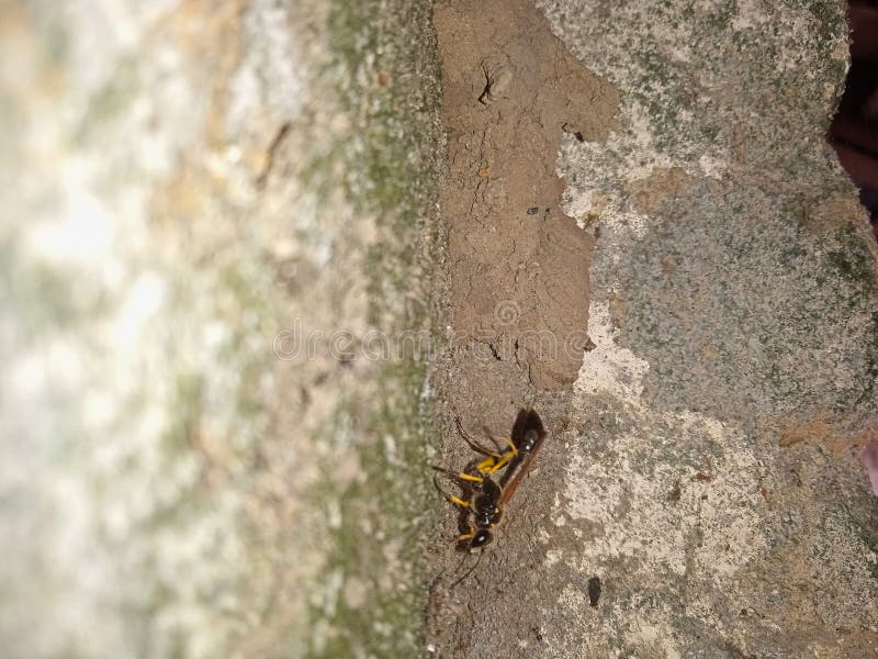 Mud wasp nest on the wall. stock image. Image of environment - 279645251