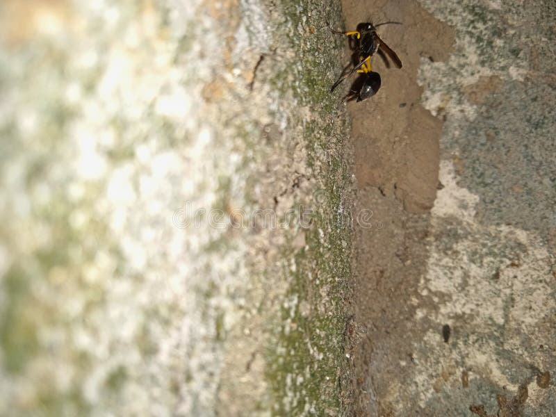 Mud wasp on the wall. stock image. Image of insect, environment - 279645005